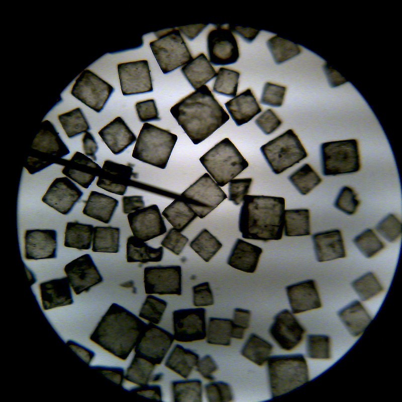 Microscope fun for kids